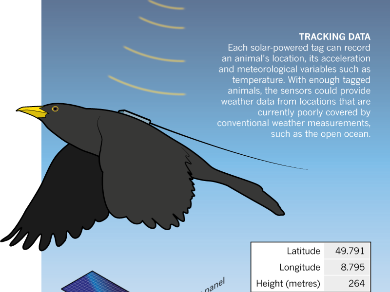 Do any animals use radar? – TechDIY.info