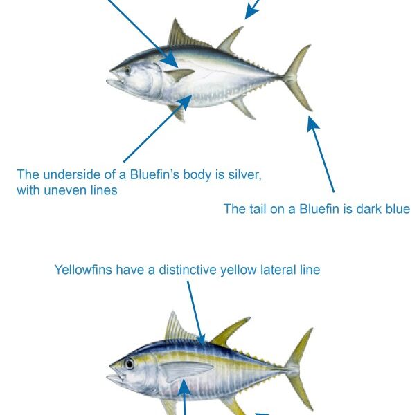 Which is more expensive yellow or bluefin tuna? – TechDIY.info
