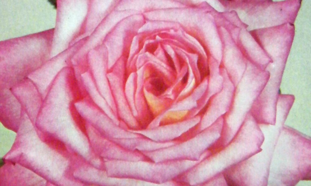 What is AKA official flower? – TechDIY.info